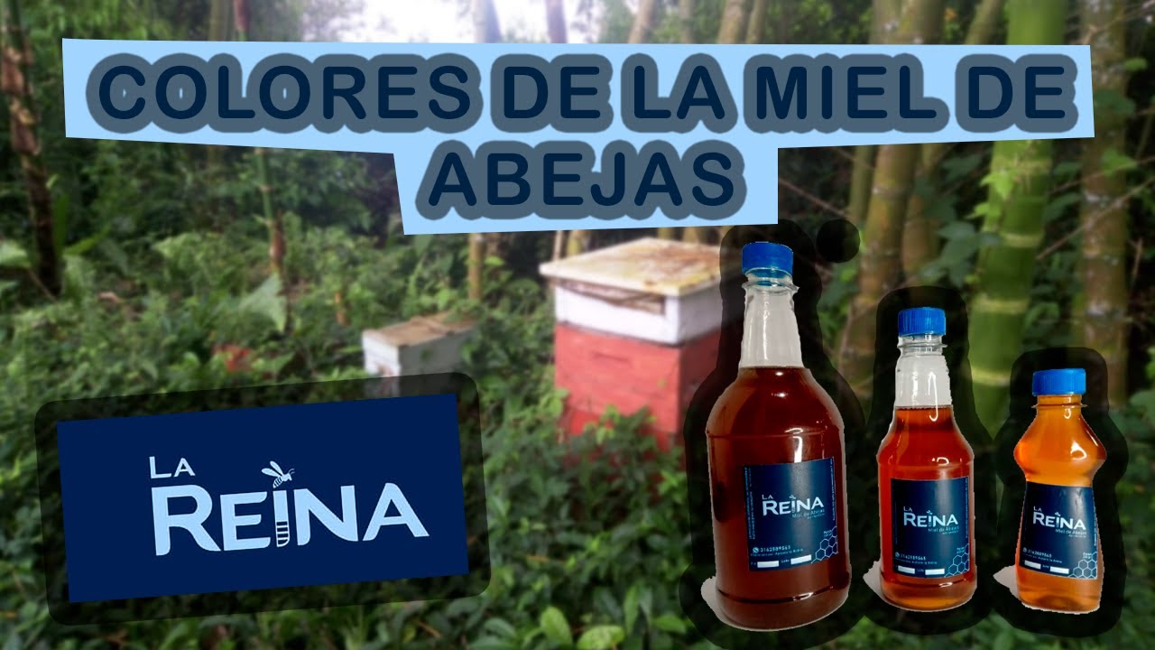 colores de la miel apiario la reina - YouTube