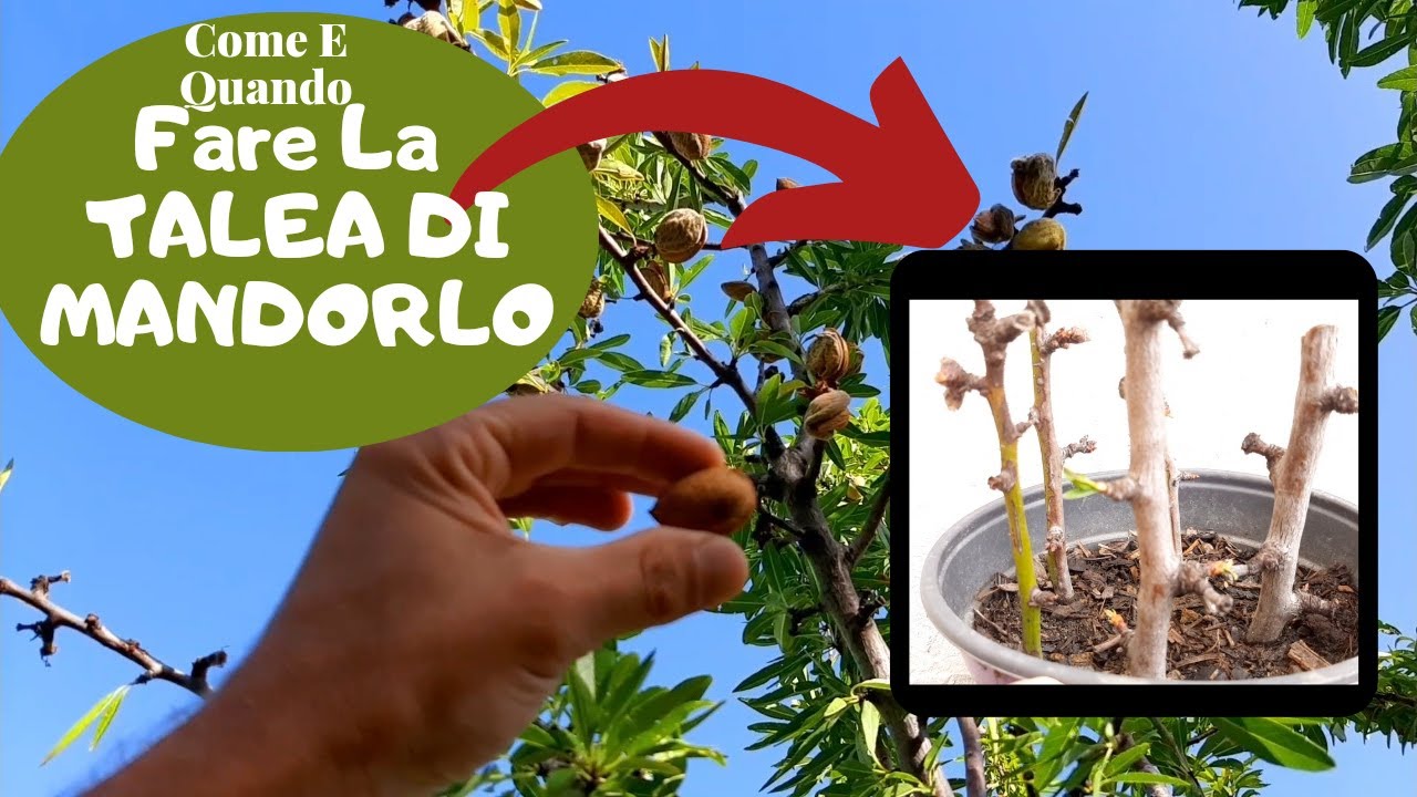 Talea Di Mandorlo - Come E Quando Moltiplicarlo - YouTube
