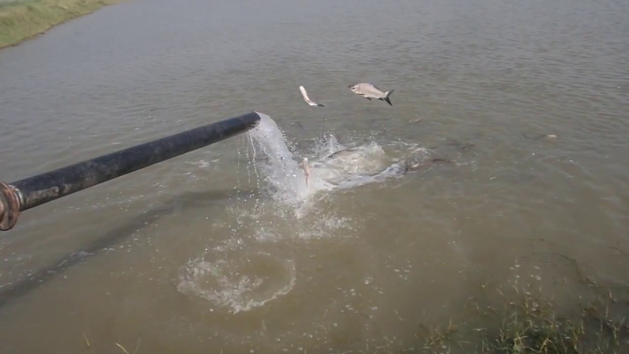 Jumping of fish in slow motion in pound on fresh water - YouTube