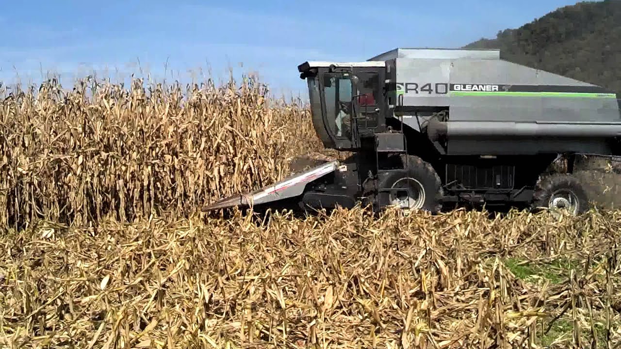 Shelling corn 2012 with a Gleaner R40 and 630 head - YouTube