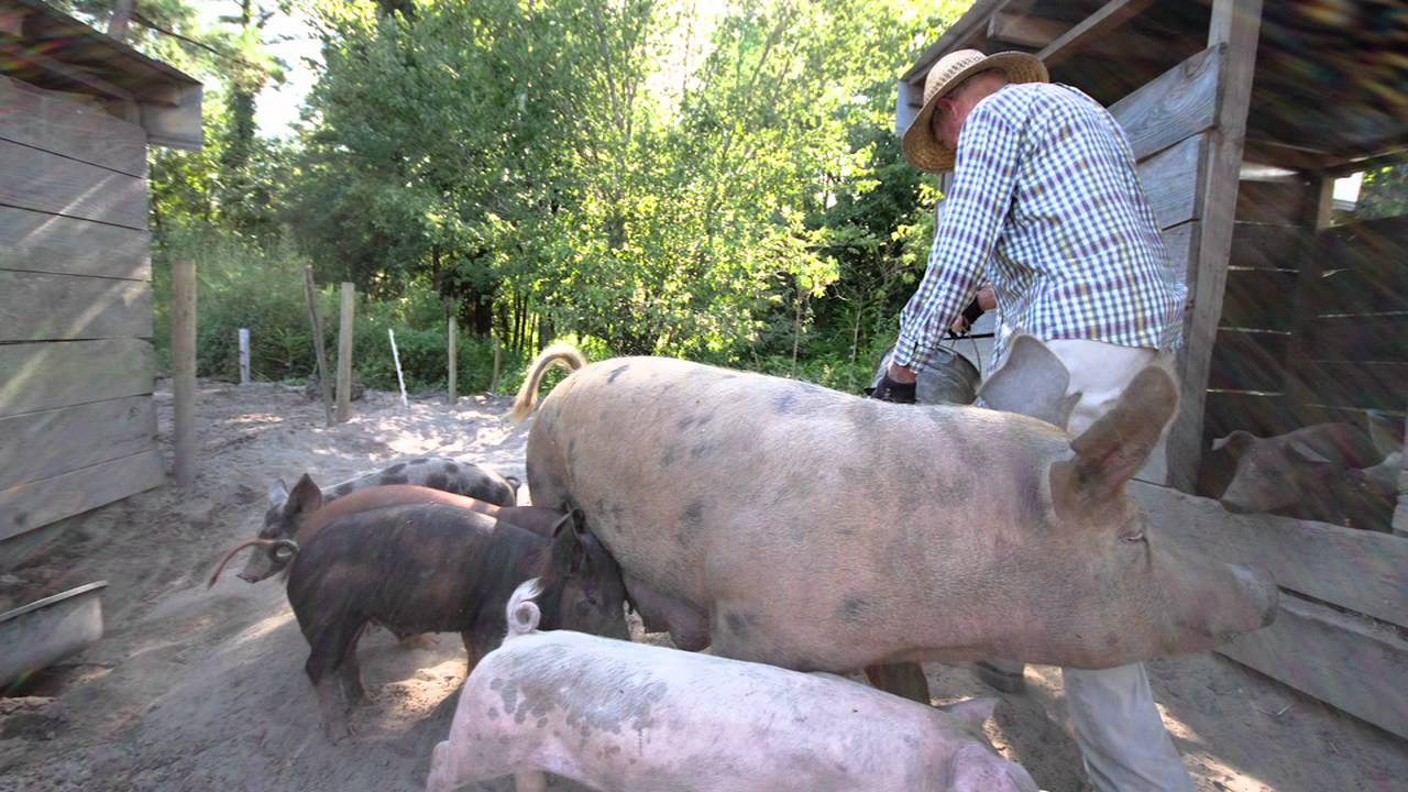 Protecting the Future of Food - Featuring the Farms of AWA - YouTube