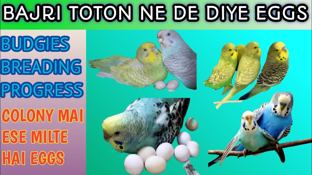 Bajri Toton ne de Diye Eggs! Budgies Birds ki Colony Breading Progress Dekh lo! - YouTube
