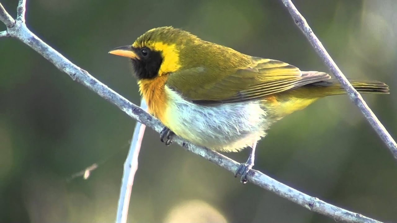 Guira Tanager - YouTube