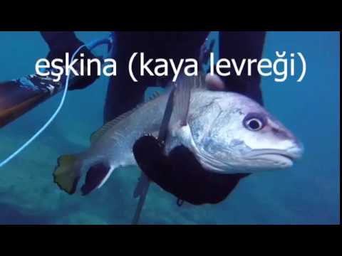 İzmir Karakıyı Zıpkın ile Kaya Levreği / Eşkina Zıpkınla Balık Avı, Temmuz 2019
