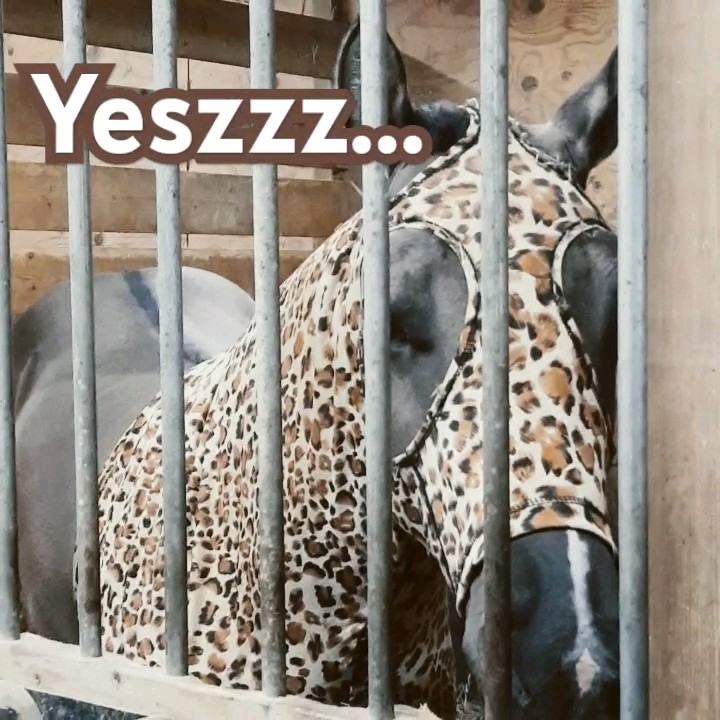 Grulla Yearling Colt - Leopard in the barn! #shortvideo #horses # ...