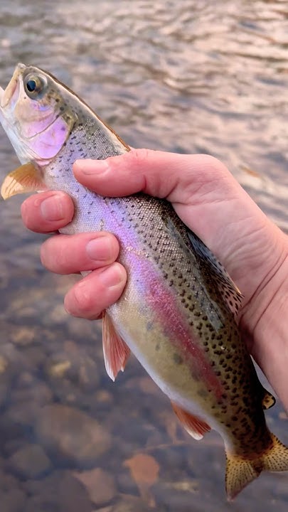 Rainbow Trout Colors #fishing - YouTube