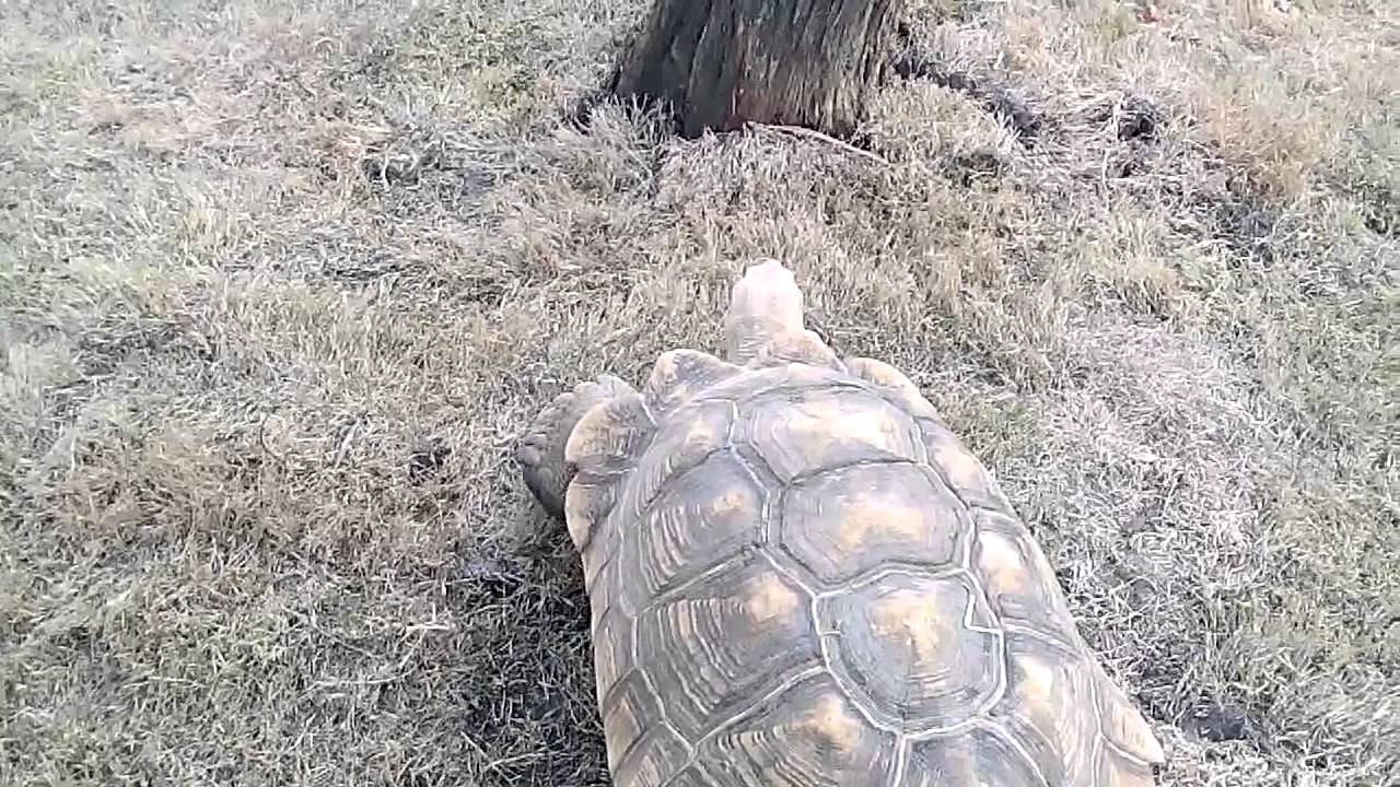Tortoise on the run (slow motion) - YouTube