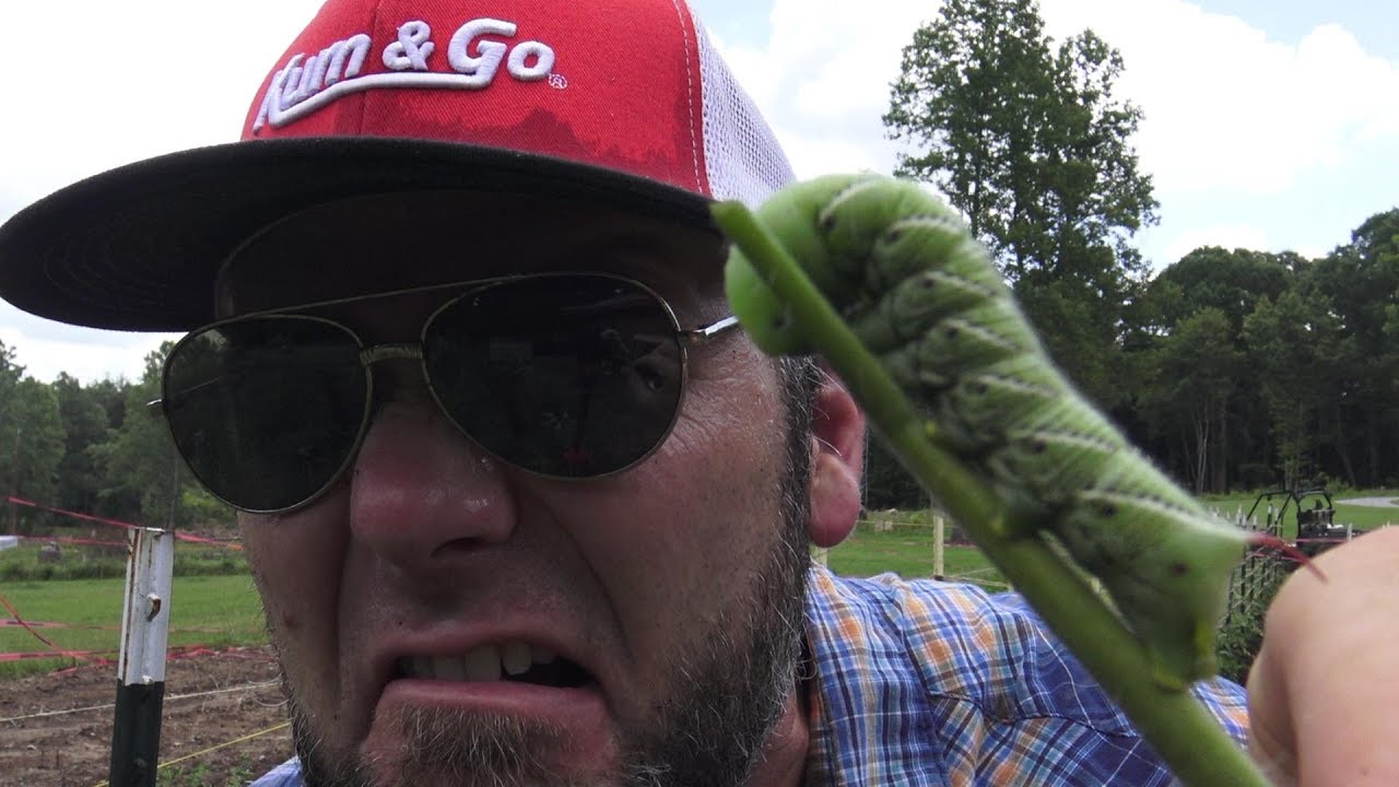 GIANT WORMS ARE INVADING THE FARM!! HELP ME..WHAT TO DO FOR SQUASH BUGS ...