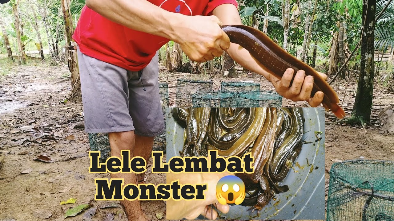 PASANG BUBU LELE LEMBAT DAPAT BANYAK - YouTube