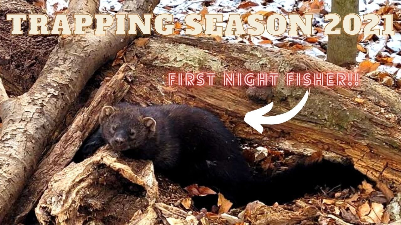 Trapping Season 2021 - First Night Fisher - YouTube