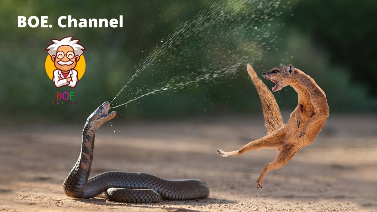 Thirsty Cobra Snakes | Kind people helping out animals | Dangerous ...