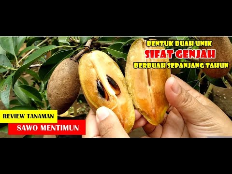 SAWO MENTIMUN ! Jenis Sawo Termanis Dengan Bentuk Buah Unik dan Berbuah Sepanjang Tahun