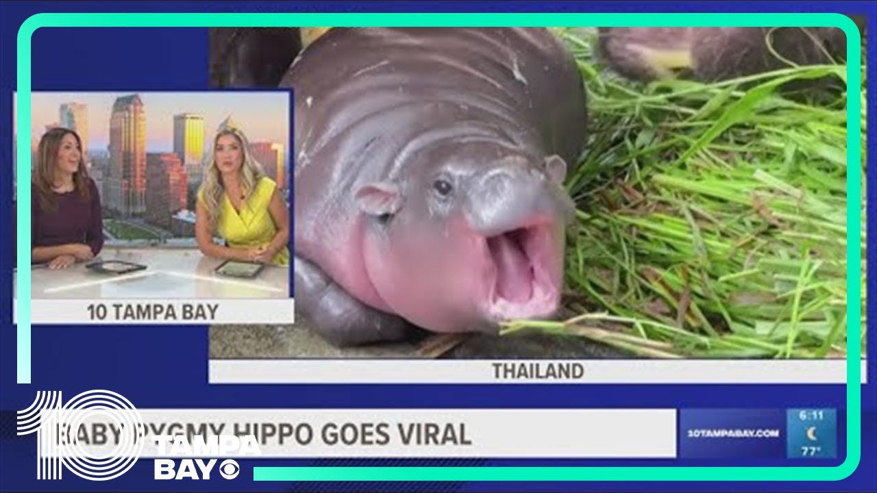 Pygmy hippo Moo Deng is so adored she may get her own patent - YouTube