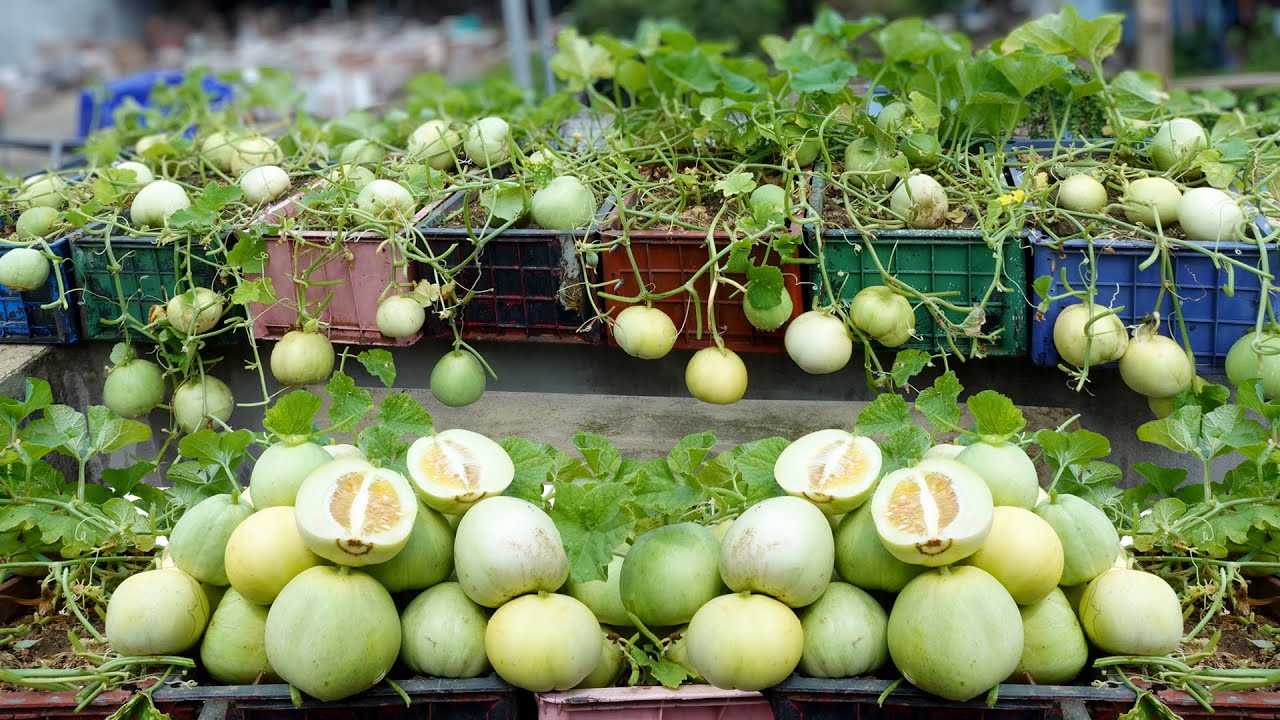 This Is How I Grow Melons For No Money, Super Sweet And Lots Of Fruits ...