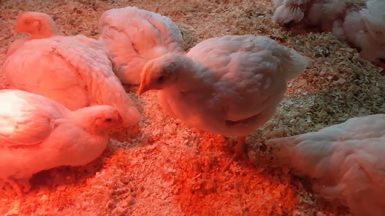Cornish Rock Cross Chickens