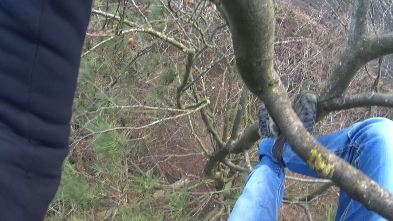 Free Climbing 18m Tree (Clear View) - YouTube