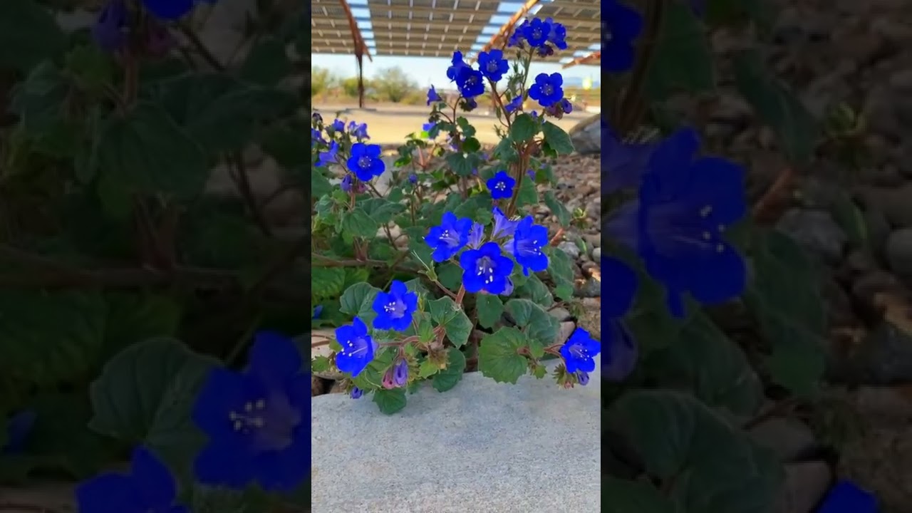 Desert Plant: Bluebell (Phacelia campanularia) - YouTube