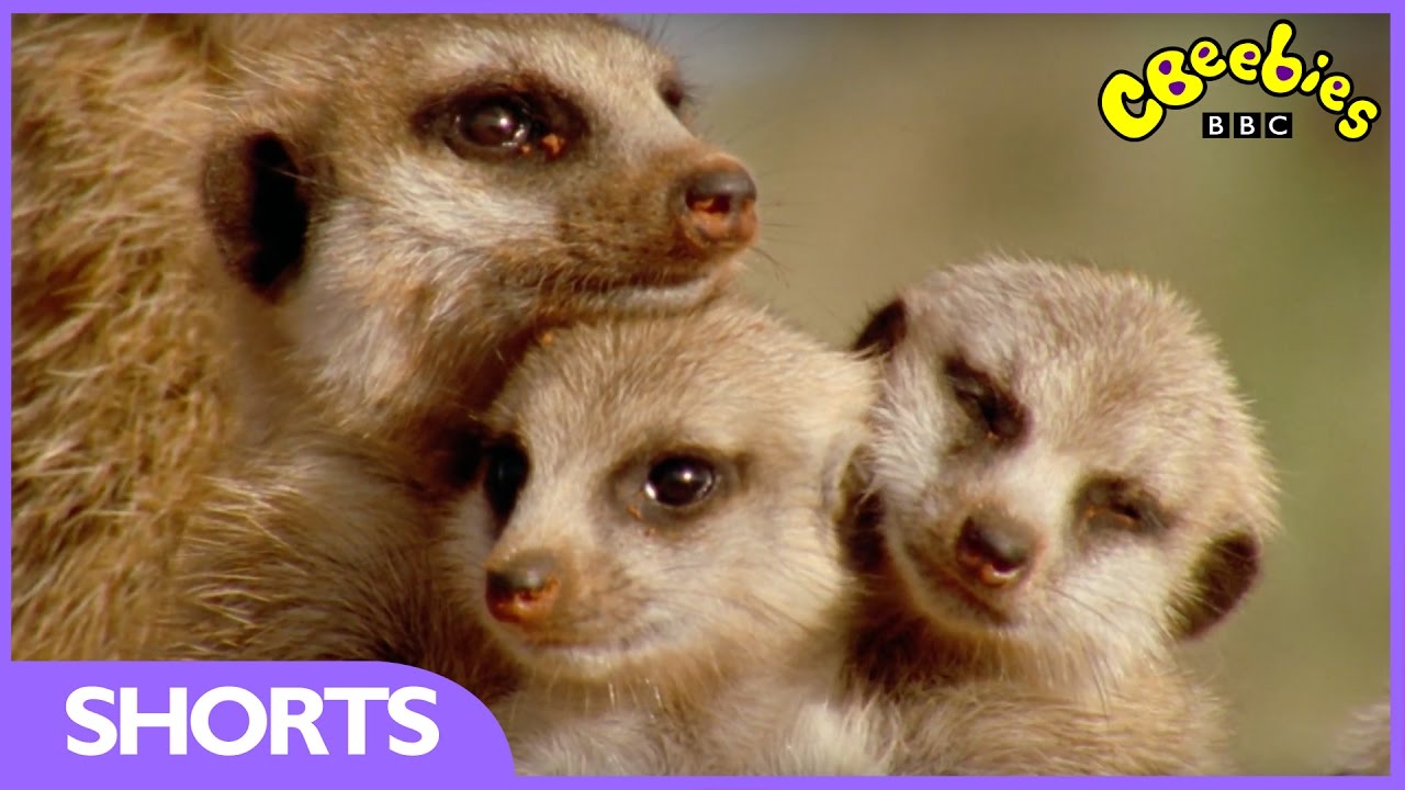 CBeebies | Funny: Baby Meerkats can't stay awake | Andy's Baby Animals ...