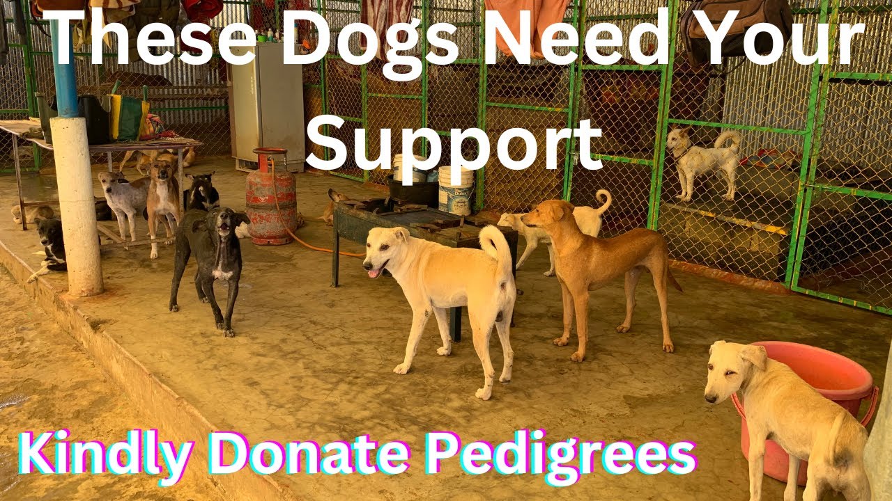 Dogs need your kind support - YouTube