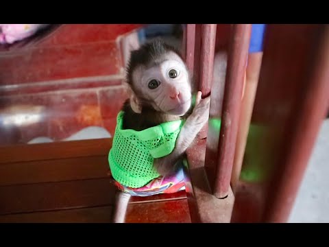 Tony the Monkey Today got new clothes - YouTube