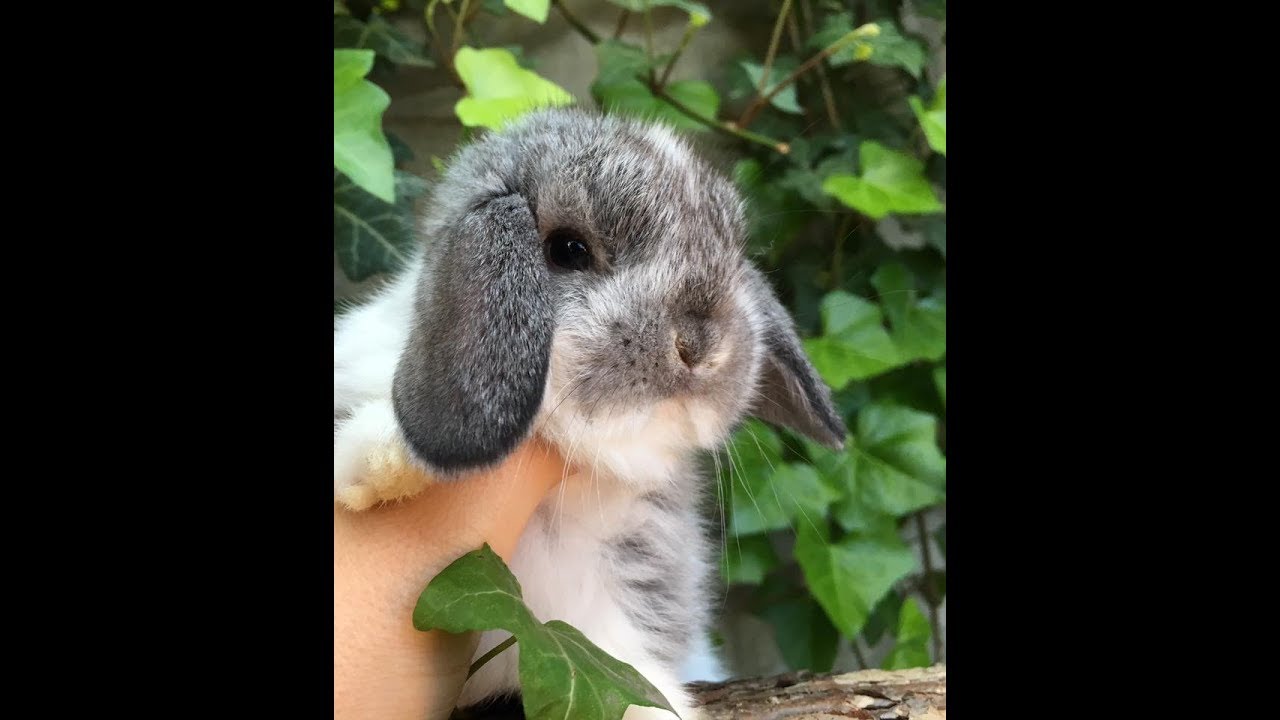 Cute Agouti Mini Lop Bunnies