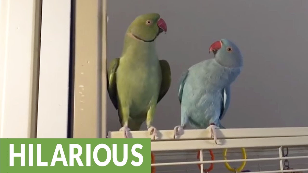 Parakeet brothers engage in full length conversation - YouTube
