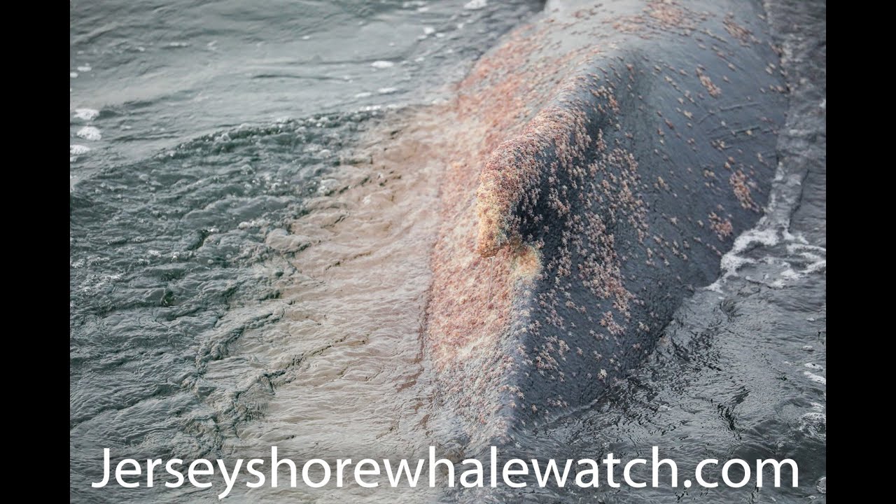 Whale Louse or Sea Lice on a whale - YouTube