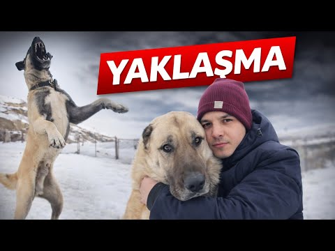 SİVAS KANGALININ BU ÖZELLİĞİNİ DUYUNCA ŞOK OLACAKSINIZ!