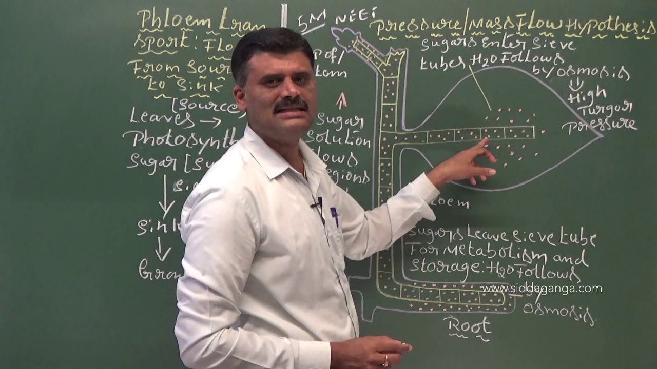 1 PUC - BIOLOGY - TRANSPORT IN PLANTS - PART 9 - YouTube