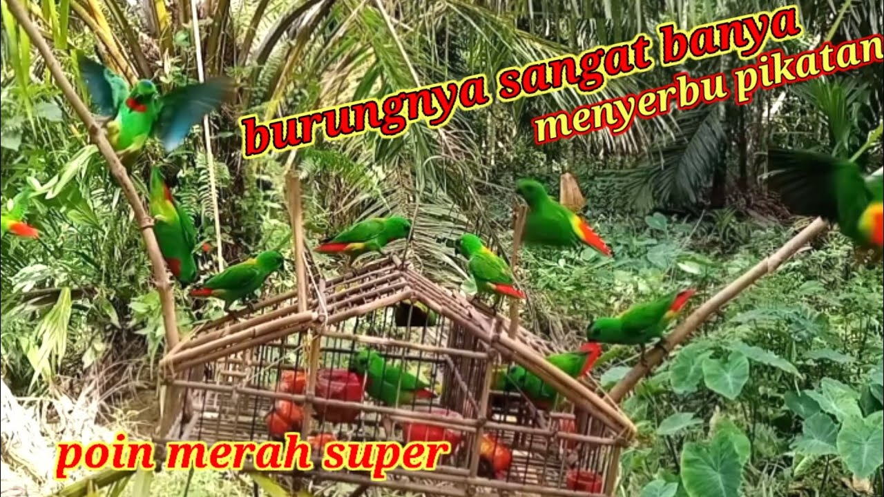 SANGAT BANYAK SERINDIT DASI MERAH MAU MASUK SANGKAR PIKAT POIN DASI ...