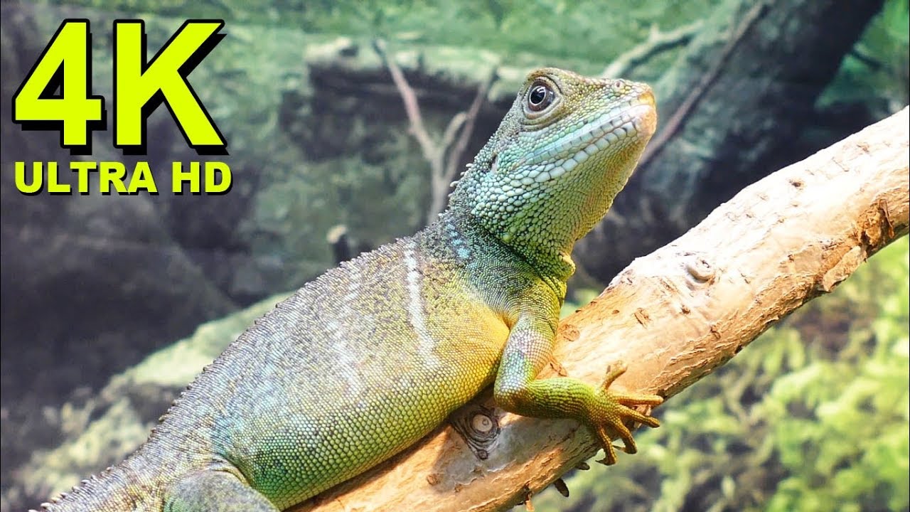 4k video animals | 4K video animals and nature | Animals And Nature | 4 ...