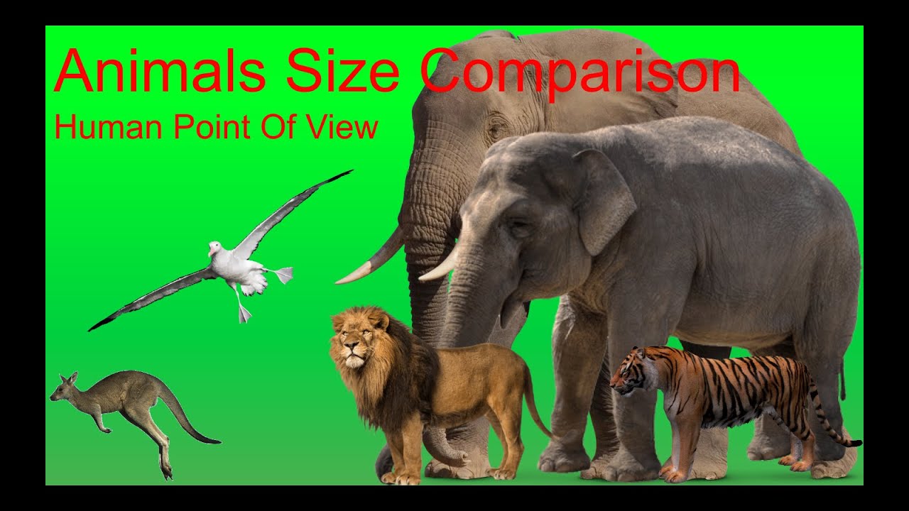 Animals Size Comparison Human Point Of View - YouTube