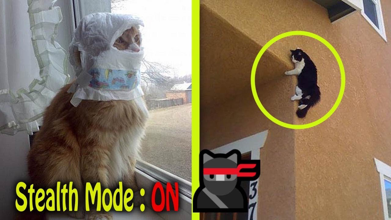 Ninja Cats Stealth - Funny Cats Pictures - YouTube