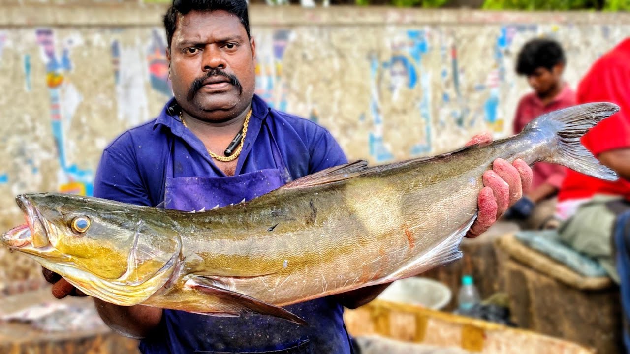 KASIMEDU 🔥 SPEED SELVAM | HUGE COBIA FISH CUTTING VIDEO | 4K VIDEO | KM ...