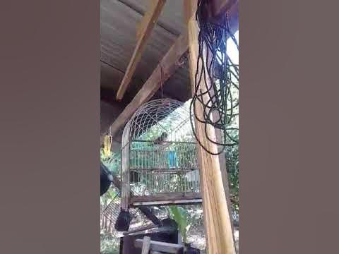 picolet slag (piye) (zilverbek) - YouTube