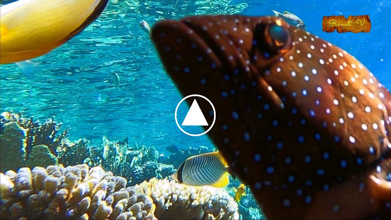 Relaxation 3 minutes de détente avec ma Gopro dissimulée sur un récif ...