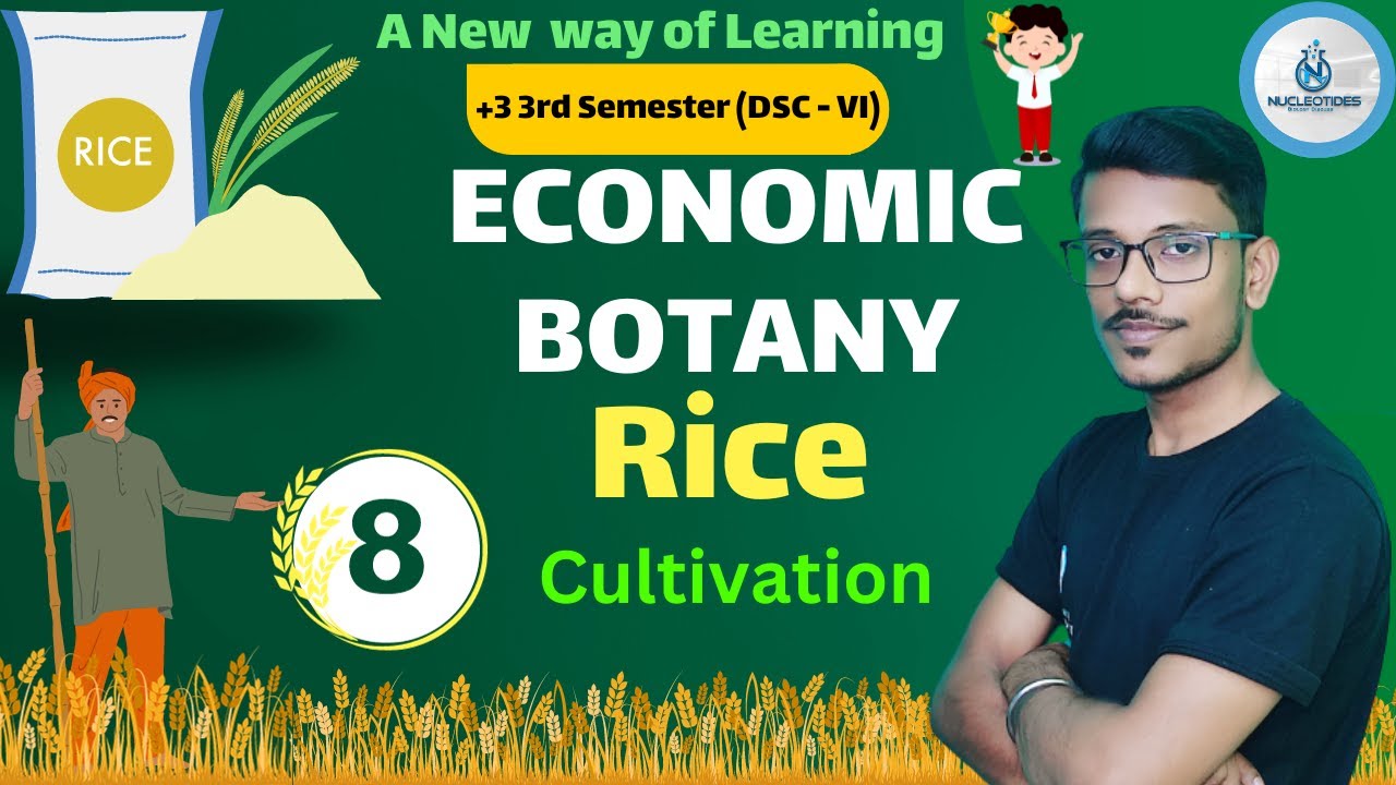 Cultivation of Rice || Economic Botany || DSC Paper - 6 || Lecture - 08 ...