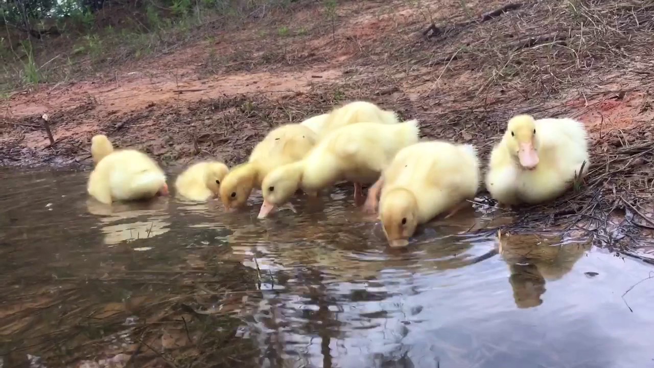 Cute DUCKLINGS playing in the farm pond! - YouTube