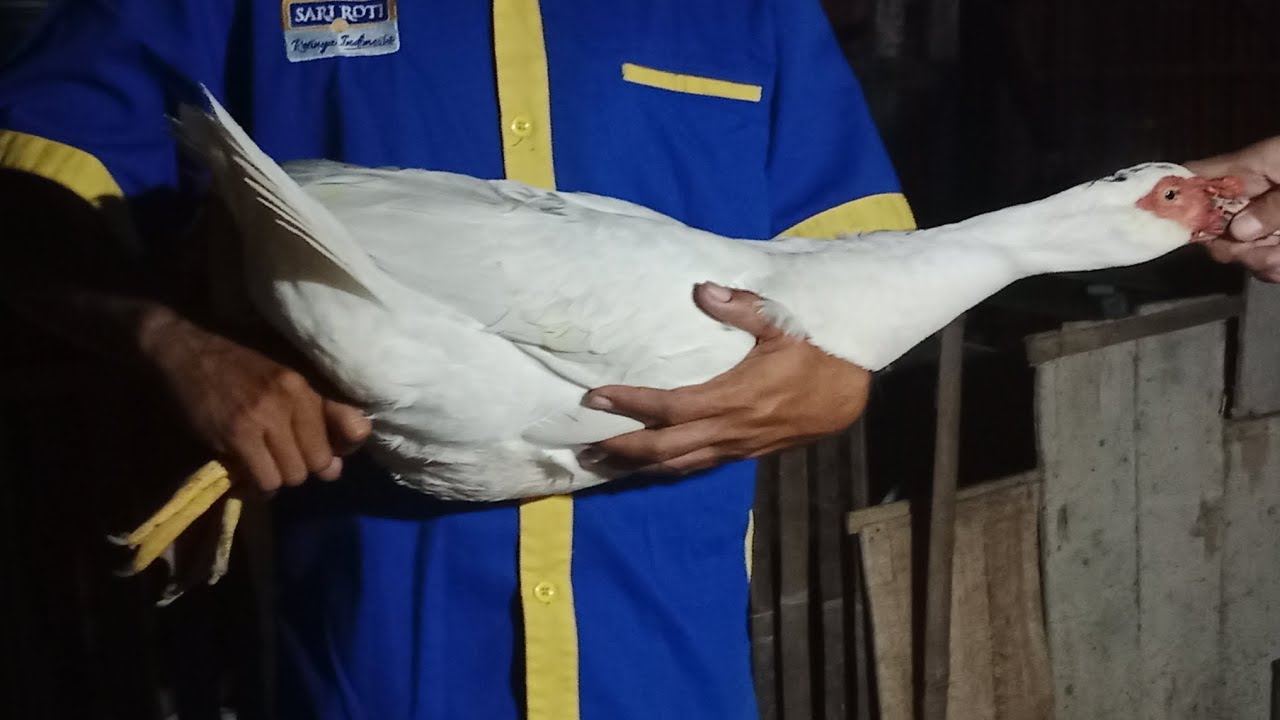 mentok jumbo jinak buat mainan di kandang main yuk,,, - YouTube