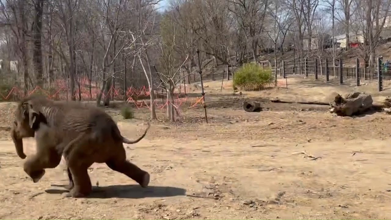 Baby elephant Jet ZOOMS around behind-the-scenes habitat at Saint Louis ...
