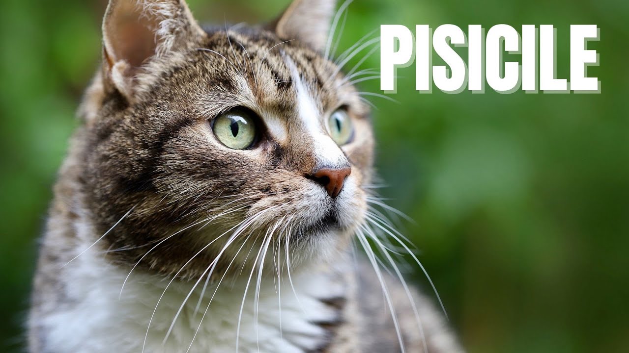 Pisicile | Prezentare pentru copiii de grădinință - YouTube