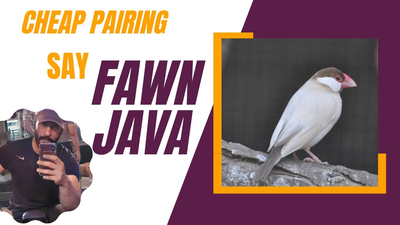 Java Future in Pakistan 2023 #javasparrow #finches #javafinches - YouTube