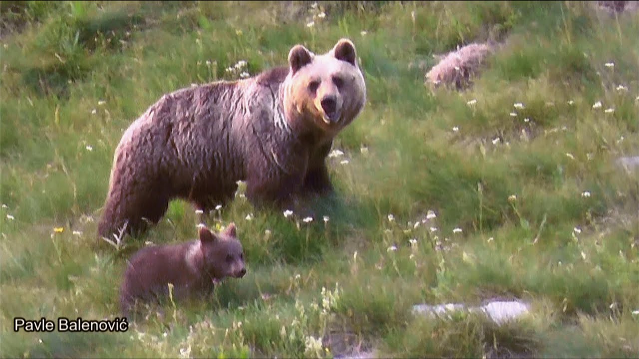 Grizzly Bear Running Full Speed