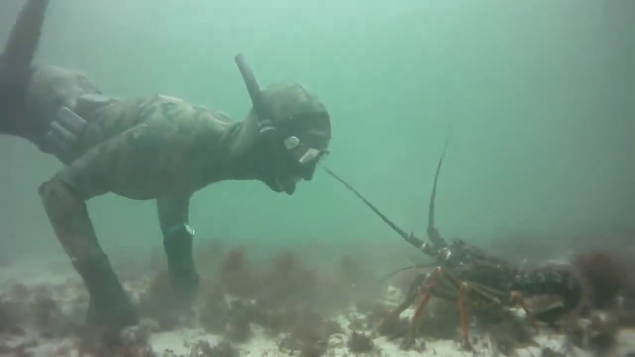 Spearfishing & lobstering in Grand Bahama! Ocean | bluefish catching ...