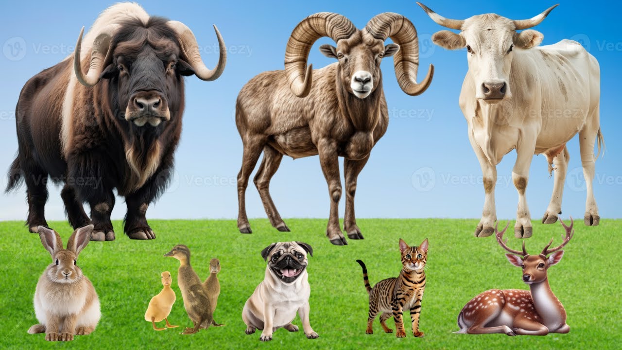 Wild animals | Cow , Sheep , Dog , Cat , Rabbit , Duck - Guess the ...