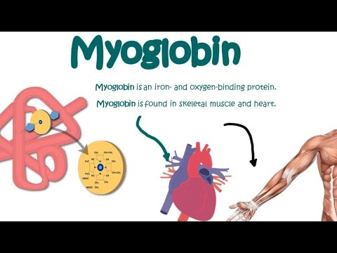 Myoglobin function and there affecting factors - YouTube