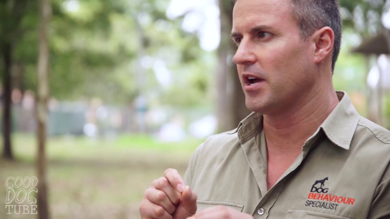 Positive and Negative Training Good Dog Tube - YouTube