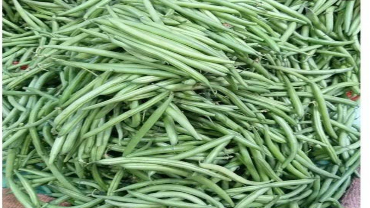 Paano magtanim green beans( BARAK) - YouTube