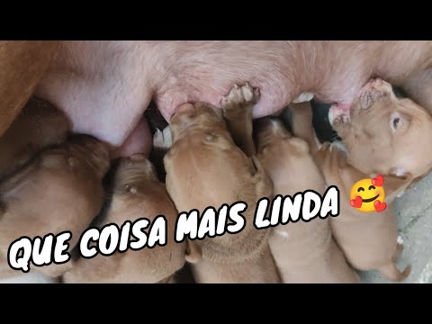 Filhotes de Pitbull mamando 🥰🥰