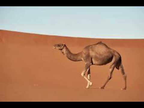 Camel sound effect - YouTube